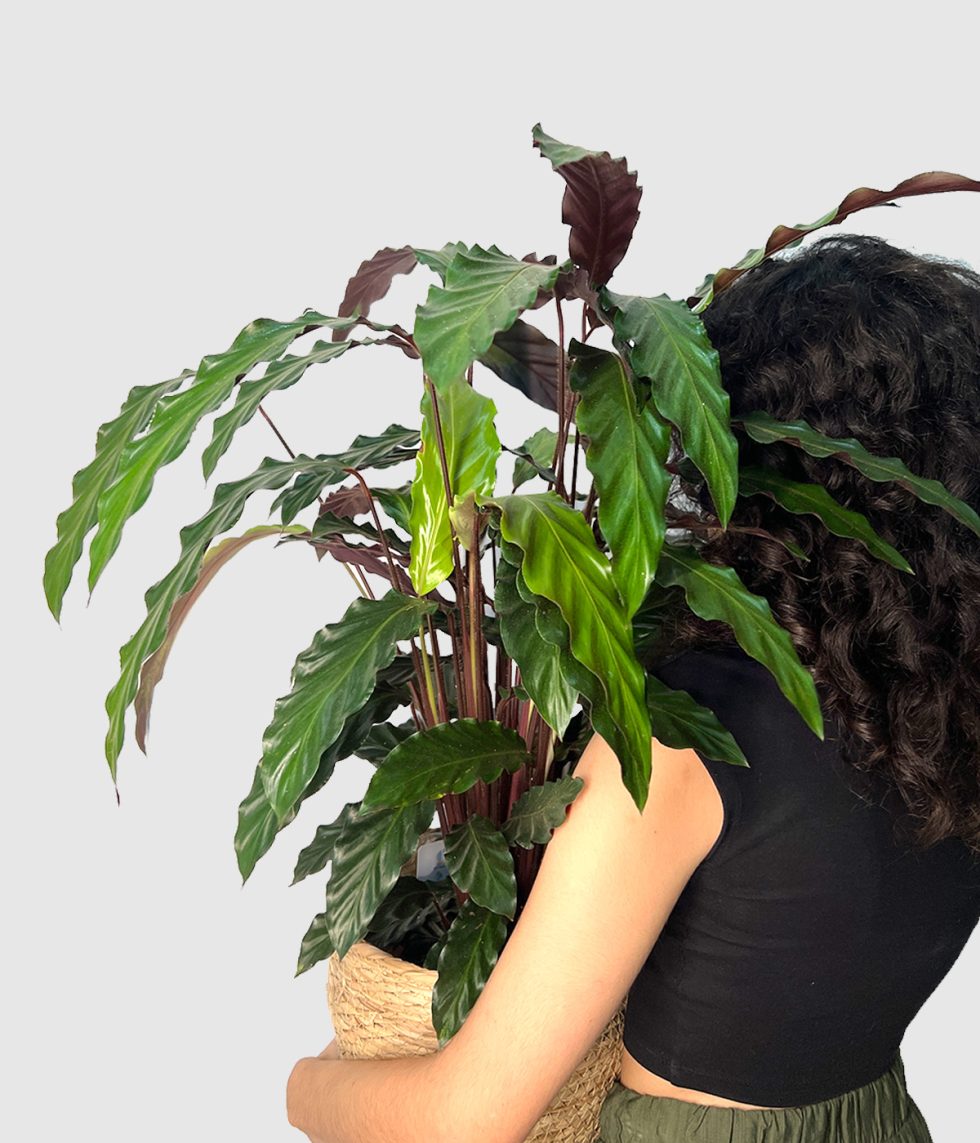 Calathea rufibarba - žametna kalateja (XL) - Onlyplants
