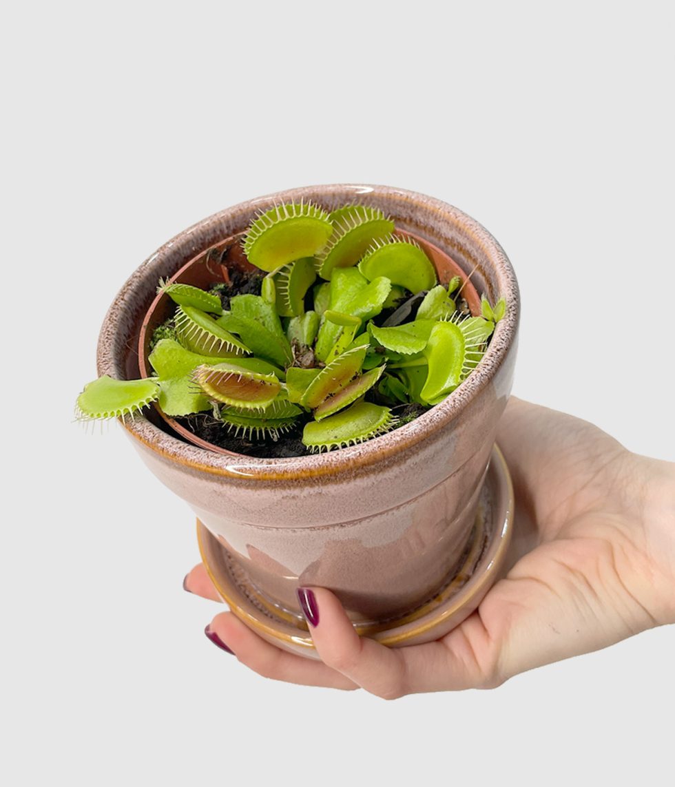 Muholovka - Dionaea Muscipula (S) - Onlyplants